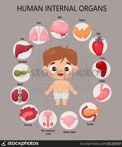 Anatomy human body. Infographic with cute boy. Visual diagram healthy ...