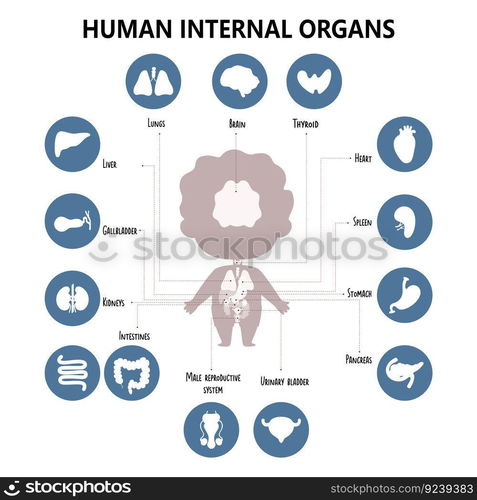 Anatomy human body. Infographics with visual scheme internal male ...