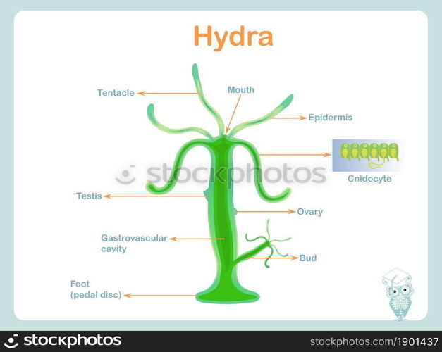 Anatomy structure scheme of hydra for school biology lessons stock ...