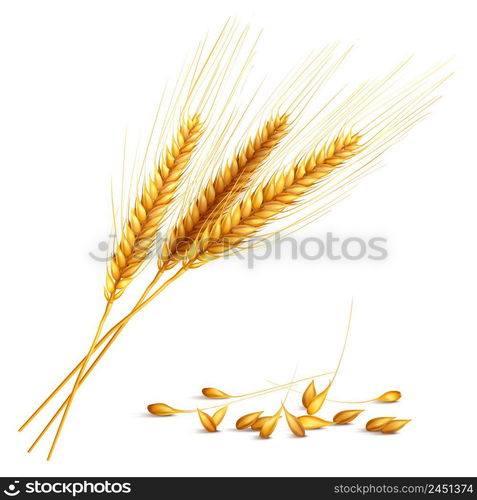 Barley ears and grain with harvest and farming symbols realistic vector ...