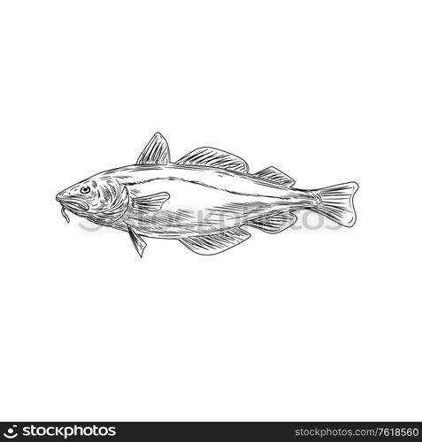 Black and white drawing illustration of an Atlantic cod, or Gadus ...