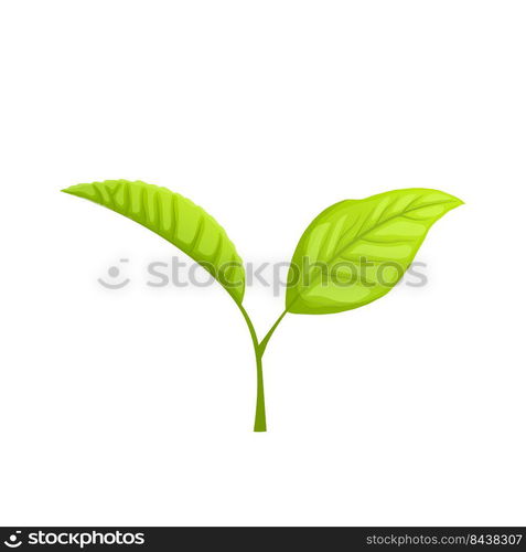 black tea leaf cartoon. healthy drink, summer food, organic plant black ...
