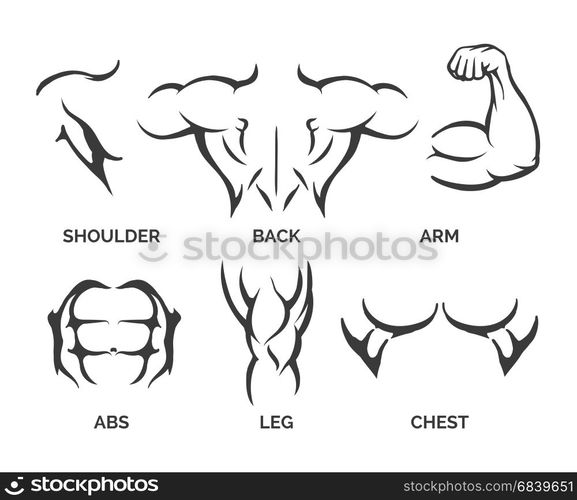 Bodybuilder body parts icons. Bodybuilder muscles vector illustration ...