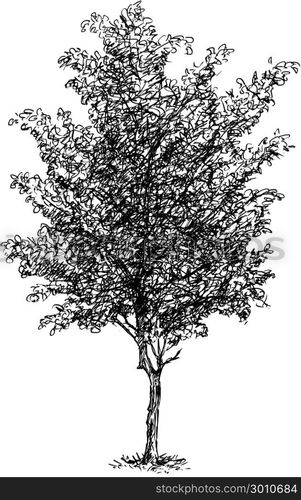 Cartoon Vector Drawing of Beech Tree. Cartoon vector doodle drawing ...