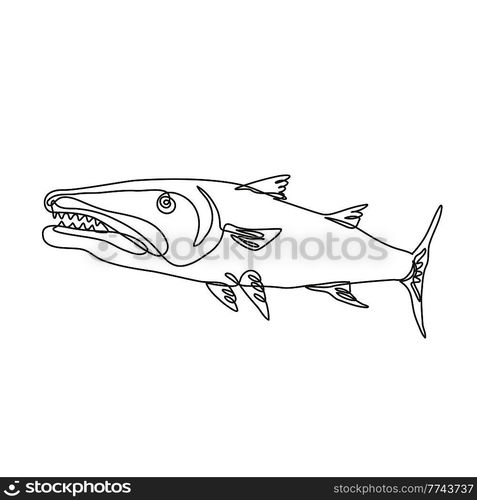 Continuous line drawing illustration of a barracuda or cuda, a large ...