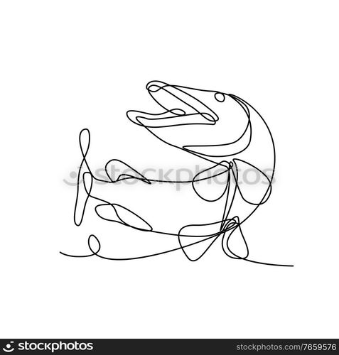 Continuous line drawing illustration of a muskellunge, muskie, musky ...