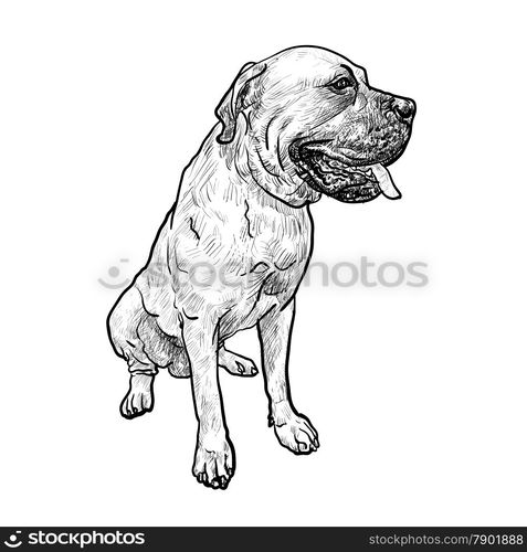 Drawing of mastiff dog on sitting pose on white background ...
