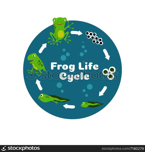 Frog life cycle. From eggs to tadpole and adult frog. Kids biology ...