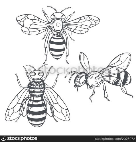 Hand drawn bees on white background.Vector sketch illustration.. Bees ...