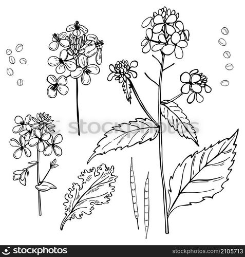 Hand-drawn mustard plant. Vector sketch illustration.. Hand-drawn ...