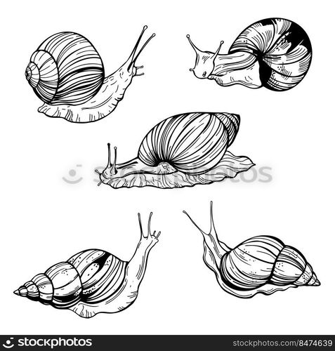 Hand-drawn snails. Vector sketch illustration.. Snails. Vector sketch ...