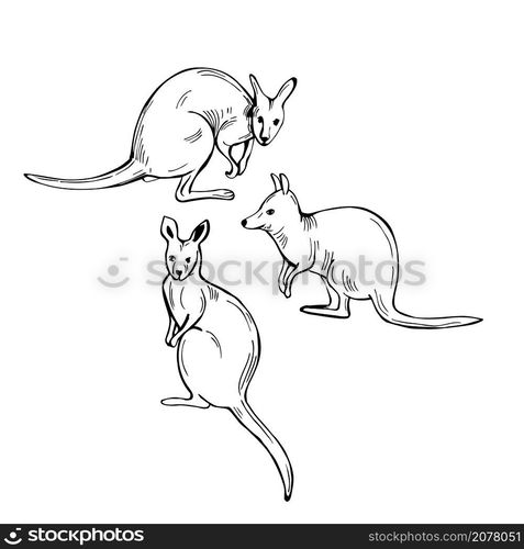Hand Drawn Wallaby Medium Sized Macropod Marsupial Vector Sketch