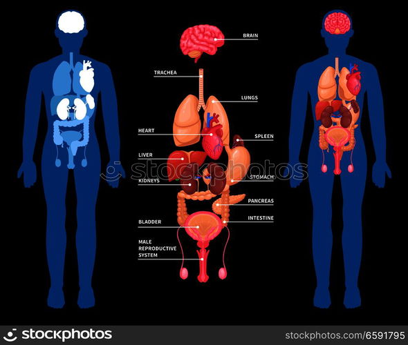 Human anatomy layout of internal organs in male body isolated on black ...