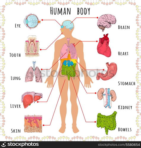 Human body medical infographics with person silhouette and organs ...
