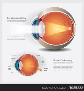 Human Eye Anatomy Vector Illustration — Stockphotos.com