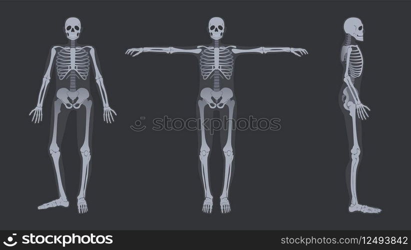 Human skeleton x-ray. Detailed radiology full-body bone structure ...