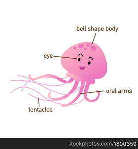 Illustration of jellyfish vocabulary part of body.vector — Stockphotos.com