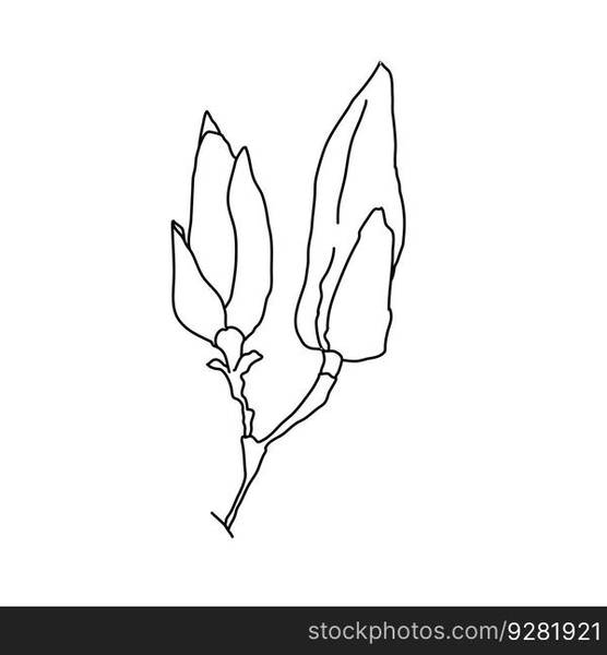 Magnolia flower bud outline. Hand drawn realistic detailed vector ...