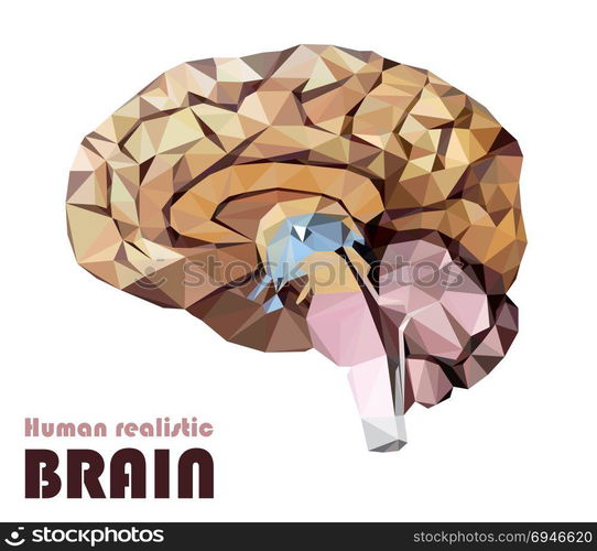 Realistic human brain in low poly. Colourful dissected brain. Brain ...