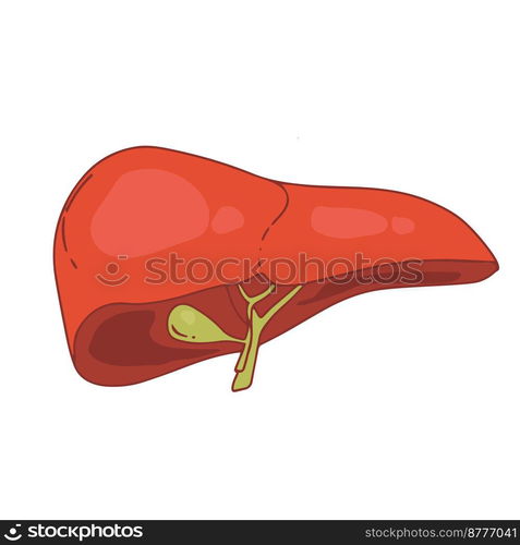 Realistic liver anatomy structure. Vector hepatic system organ ...