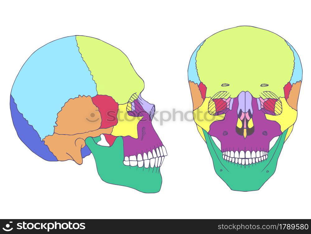 Structure of the human skull with main parts labeled. Anterior view and lateral view. Vector ...